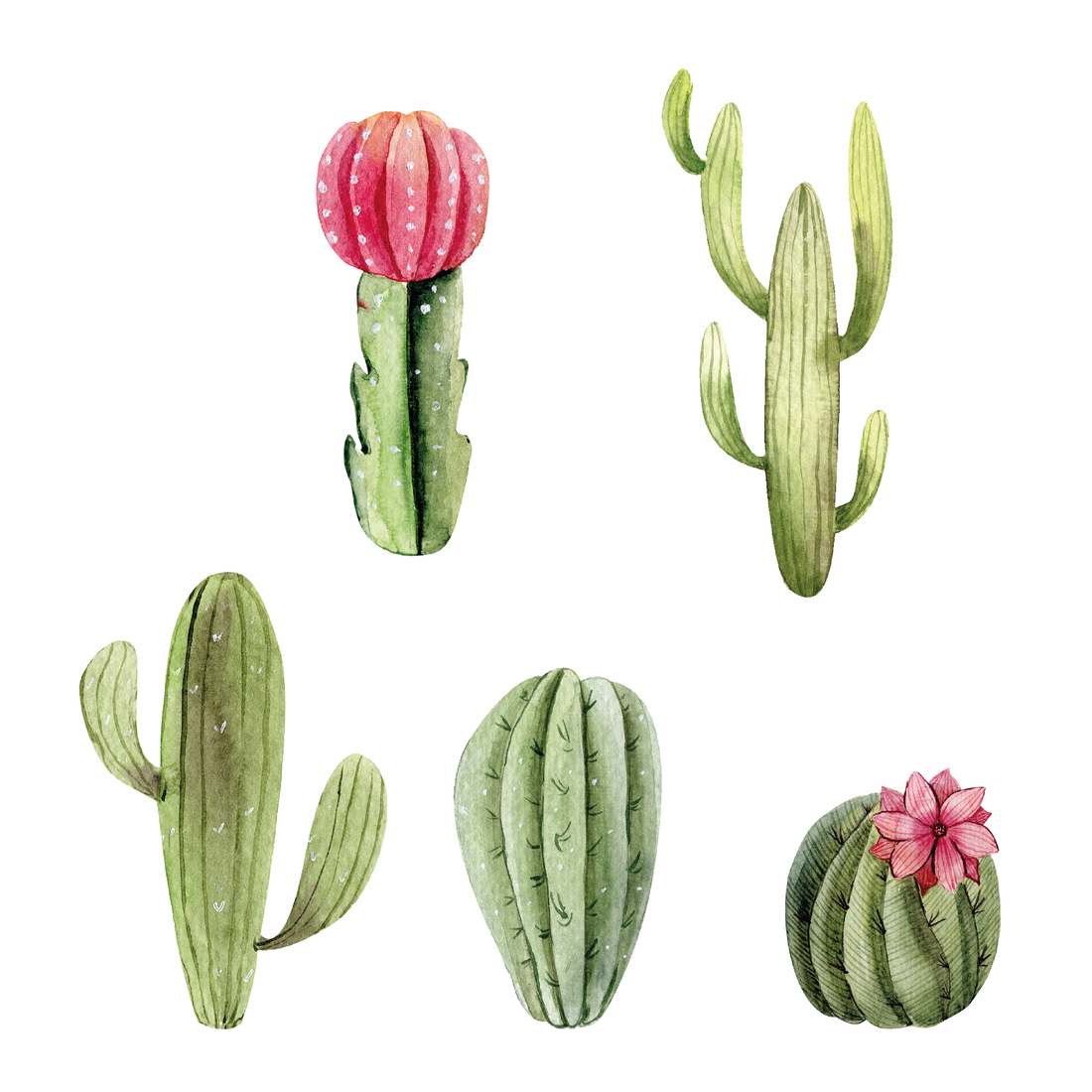 Cacti Decal – WalleryCo Guatemala